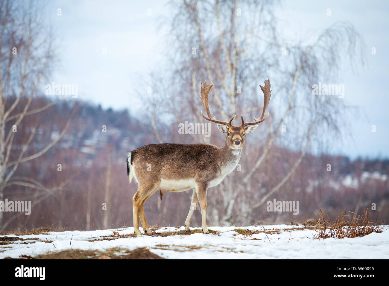 Beautiful male deer in winter Stock Photo - Alamy