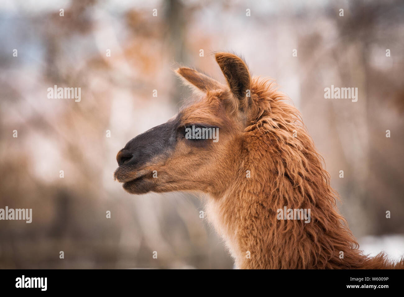 Cute brown Llama portrait Stock Photo - Alamy