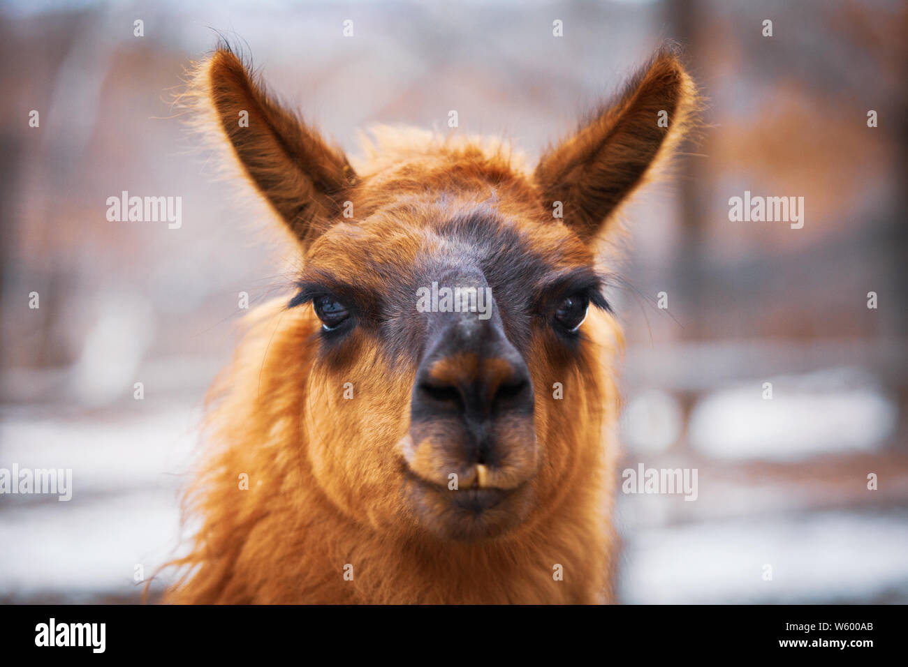 Cute brown Llama portrait Stock Photo - Alamy