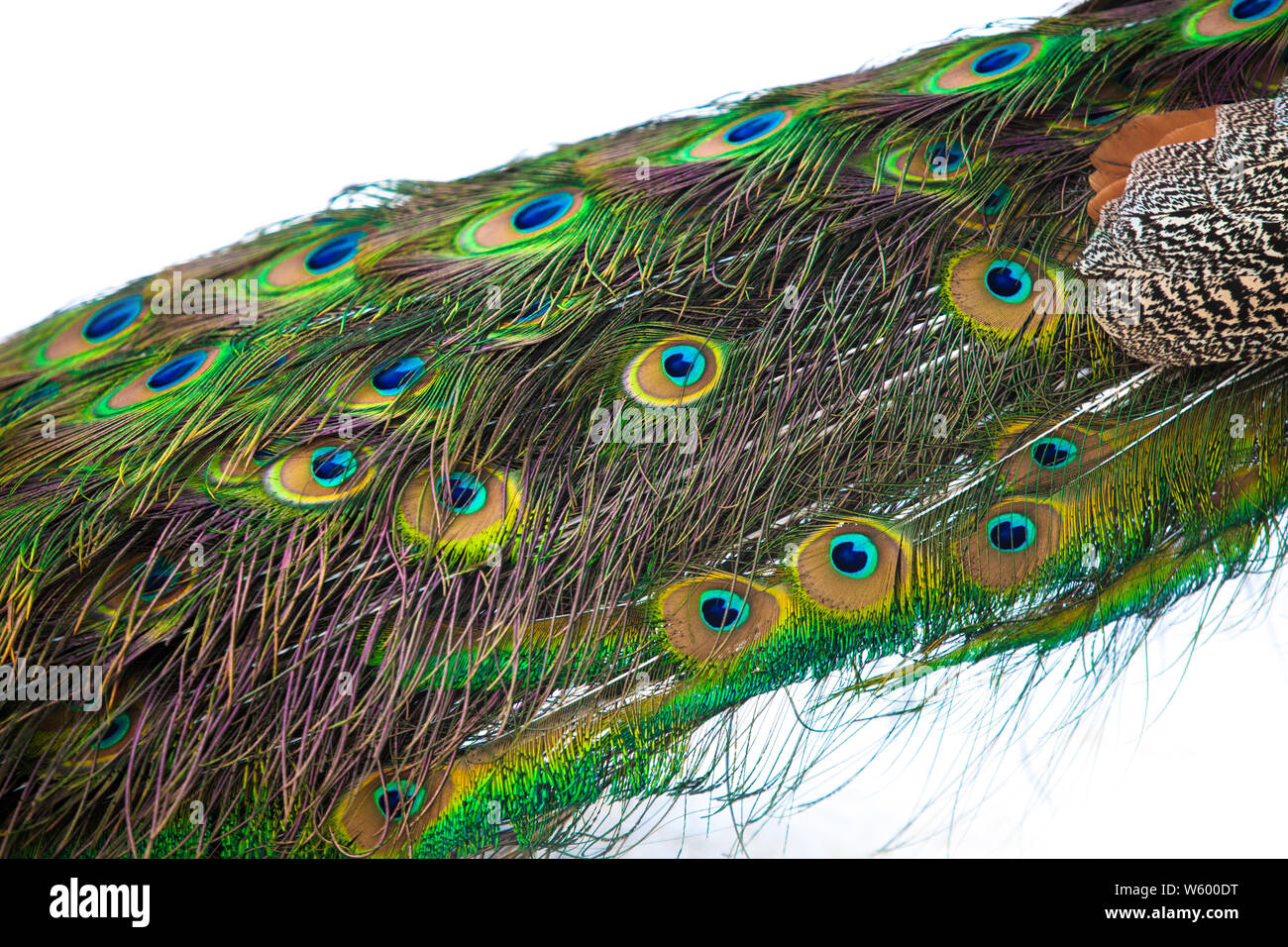 Peacock tail isolated on white Stock Photo - Alamy