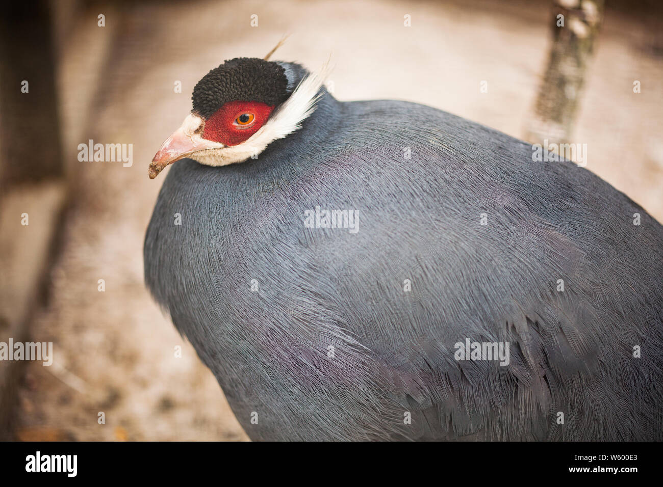 Blue eared pheasant Stock Photo - Alamy