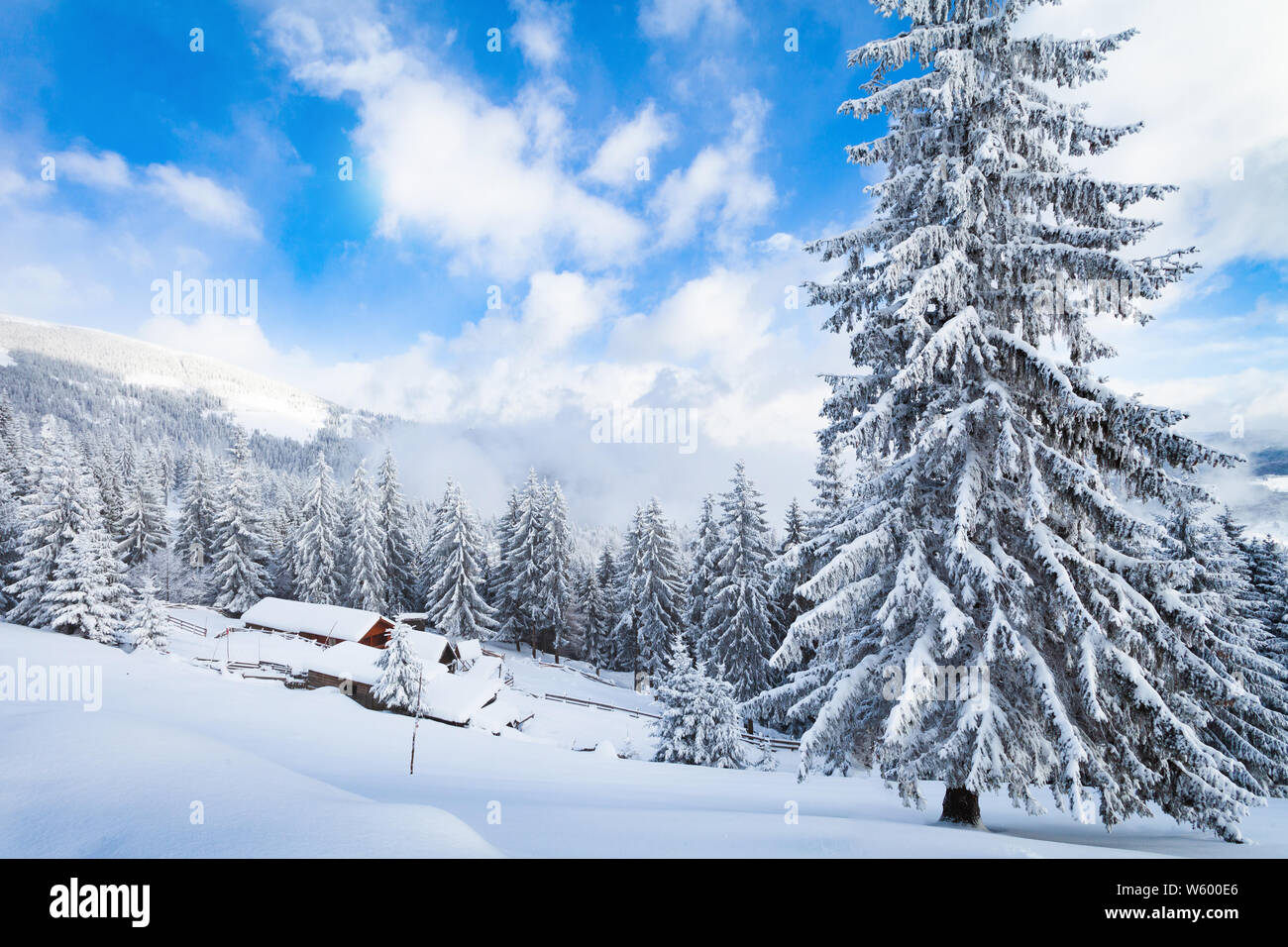 Beautiful fir tree hi-res stock photography and images - Alamy