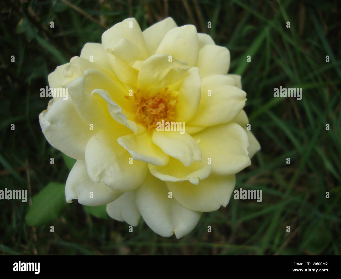 Summer yellow rose bush hi-res stock photography and images - Alamy