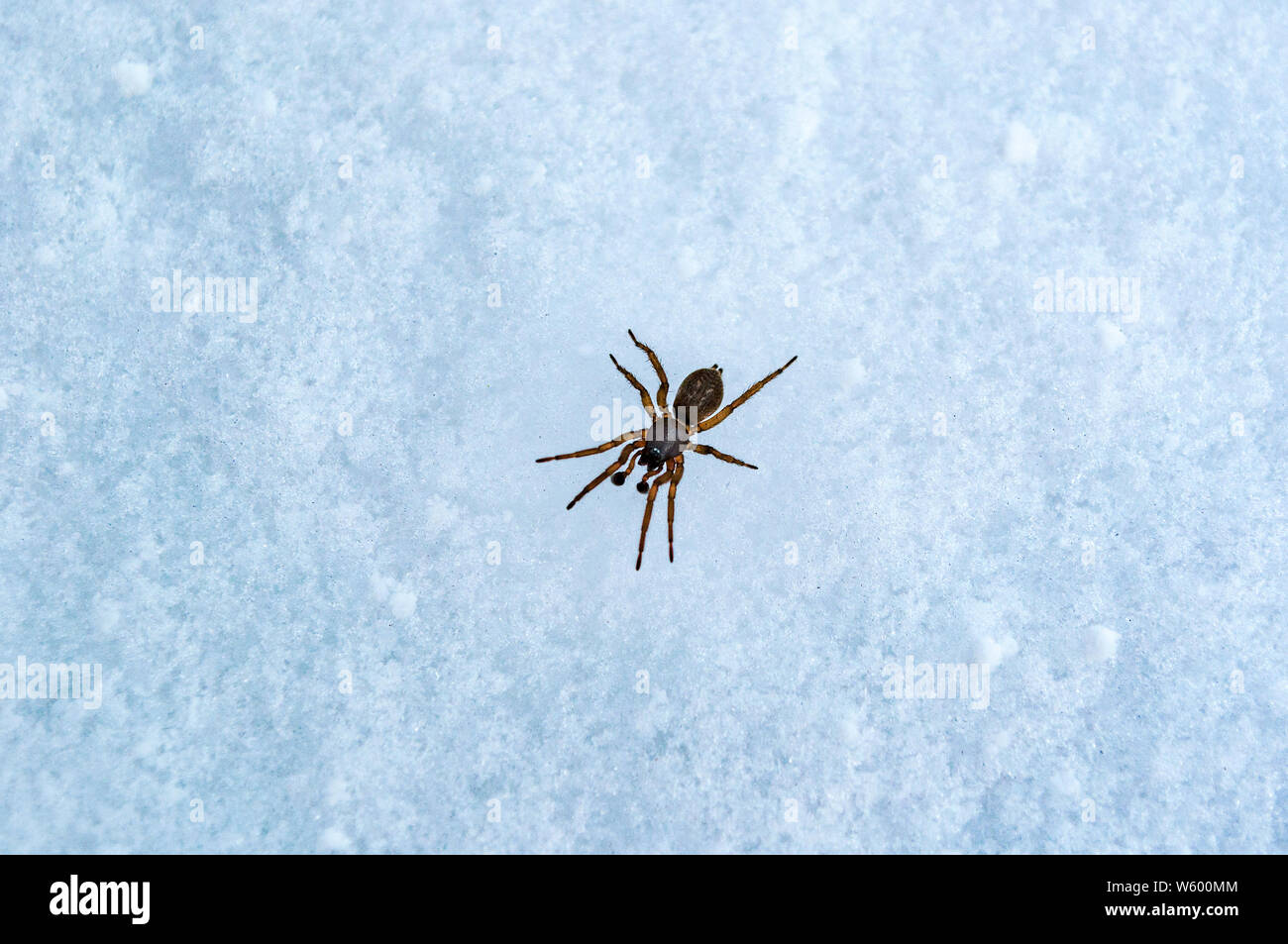 Spider in winter, frozen until spring Stock Photo - Alamy