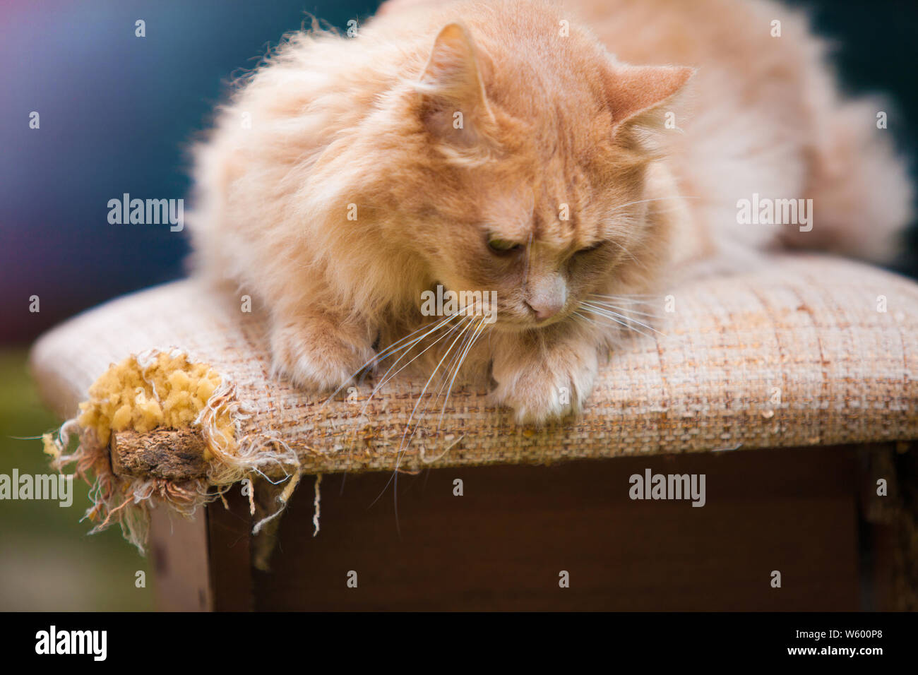 Furniture damage made by cat Stock Photo - Alamy