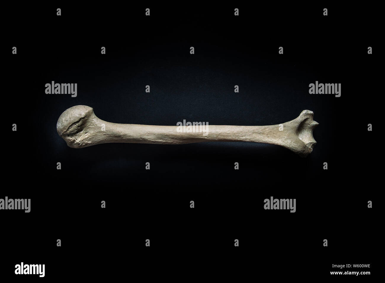 Human skeleton arm bones model hi-res stock photography and images - Alamy