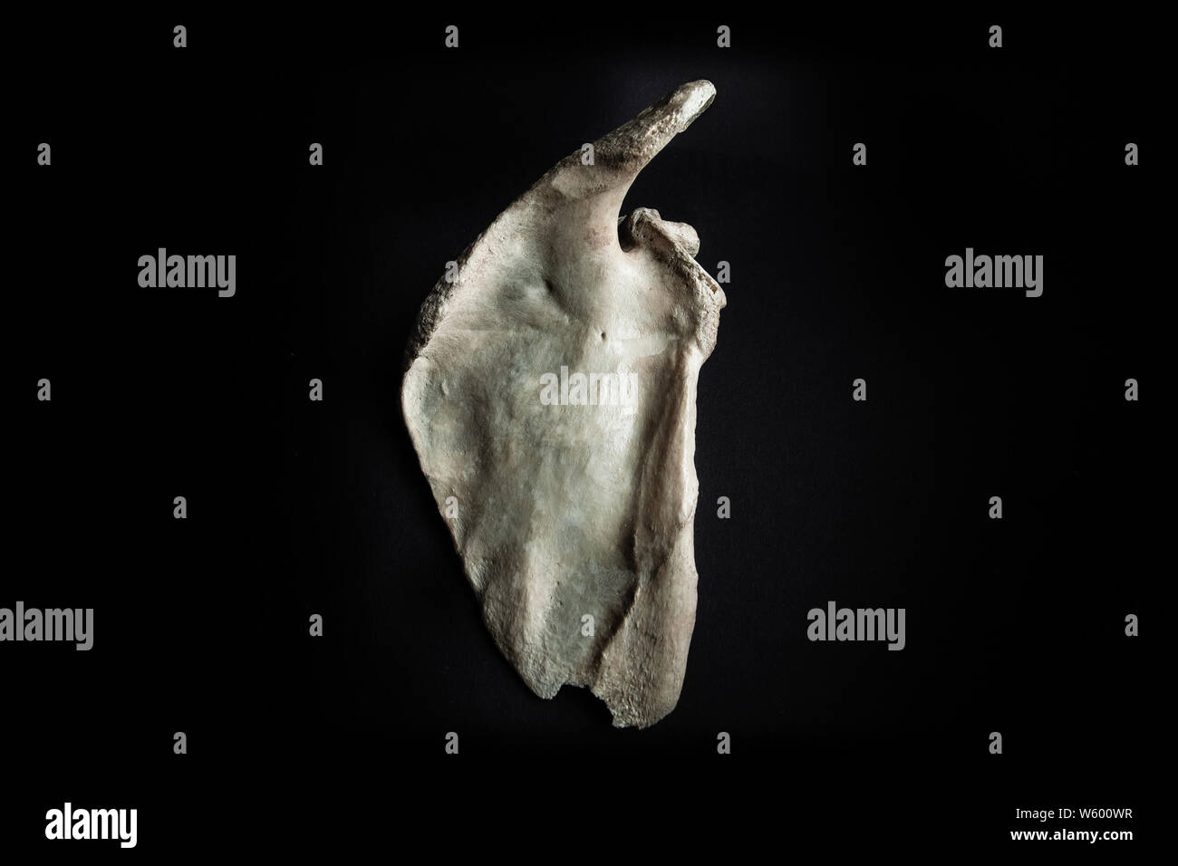 Shoulder blade human bone close up isolated on black background Stock ...