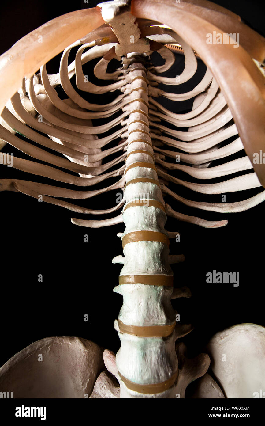 Torso abdomen inside view human bone close up isolated on black ...