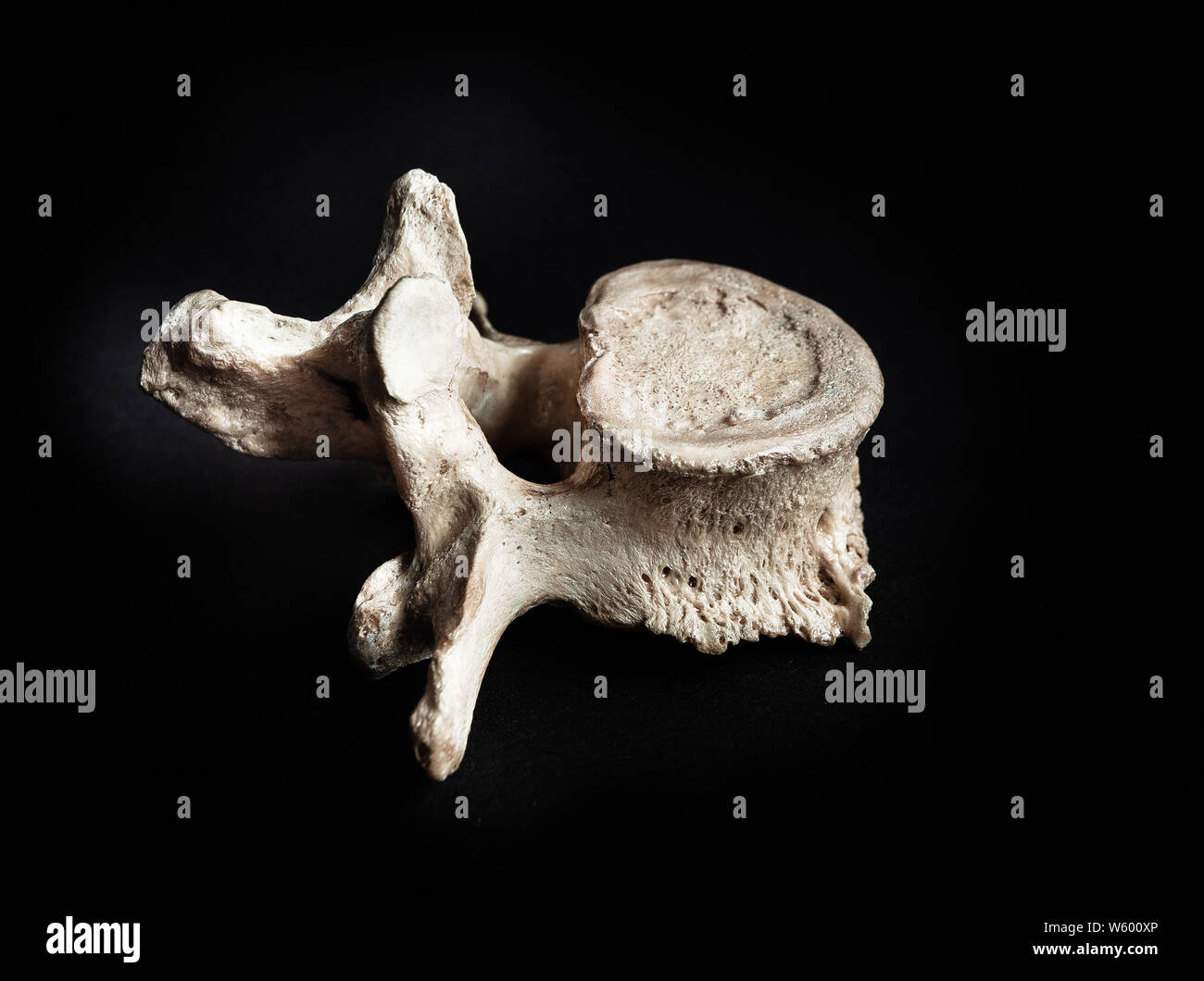 Vertebra human bone close up isolated on black background Stock Photo ...