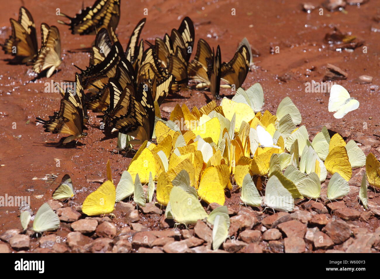 Many Yellow Butterflies