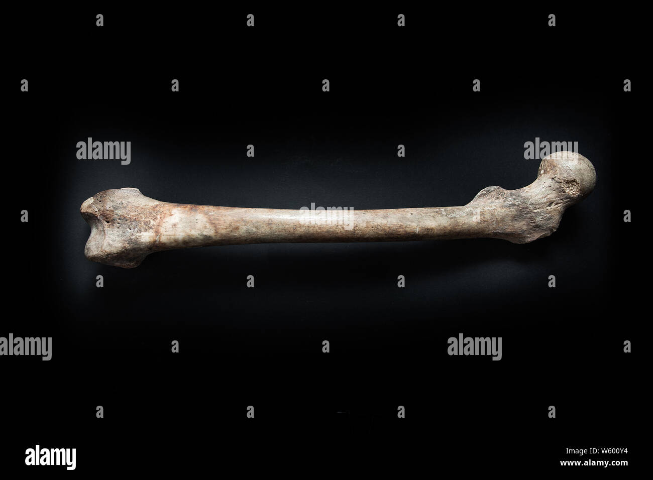 Femur human bone close up isolated on black background Stock Photo - Alamy