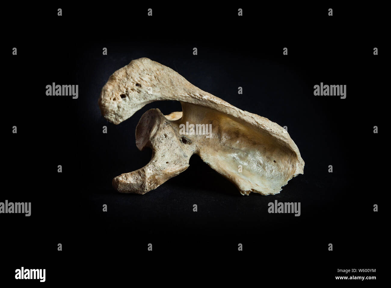 Shoulder blade hi-res stock photography and images - Alamy