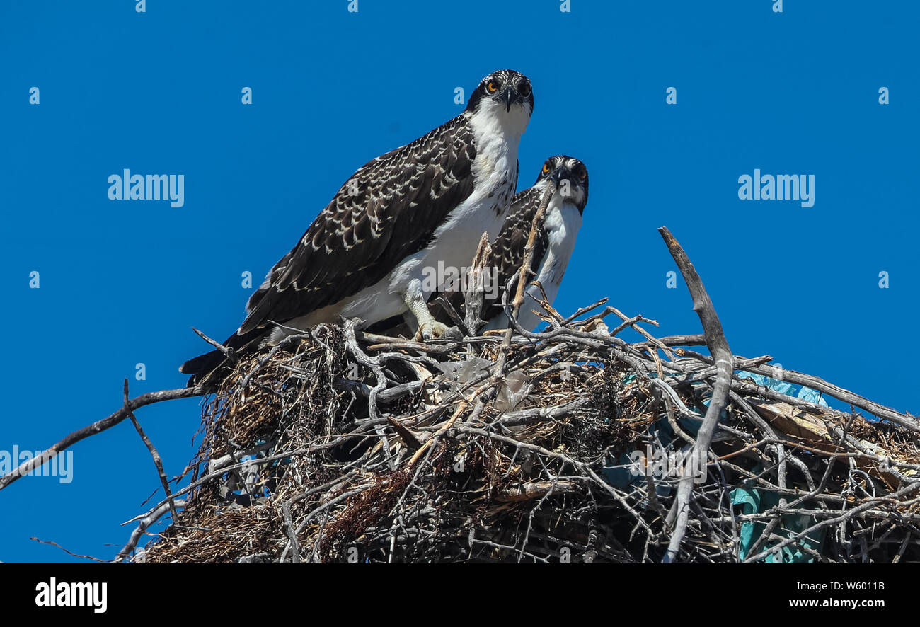 pair of fishing eagles in a nest Vista in the community of Punta Chueca ...