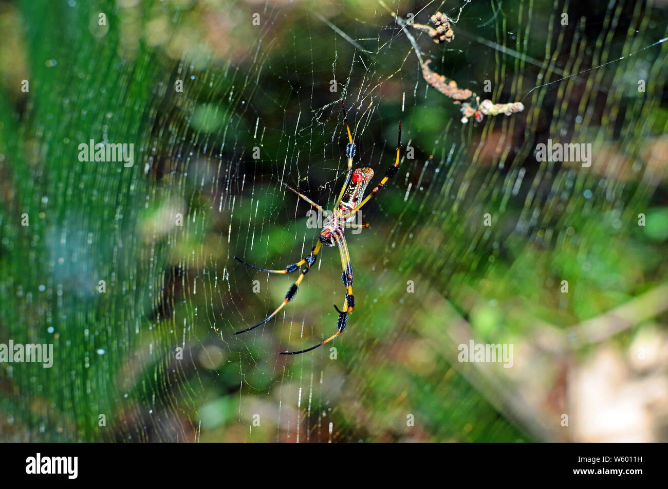 Spider With Red Bottom