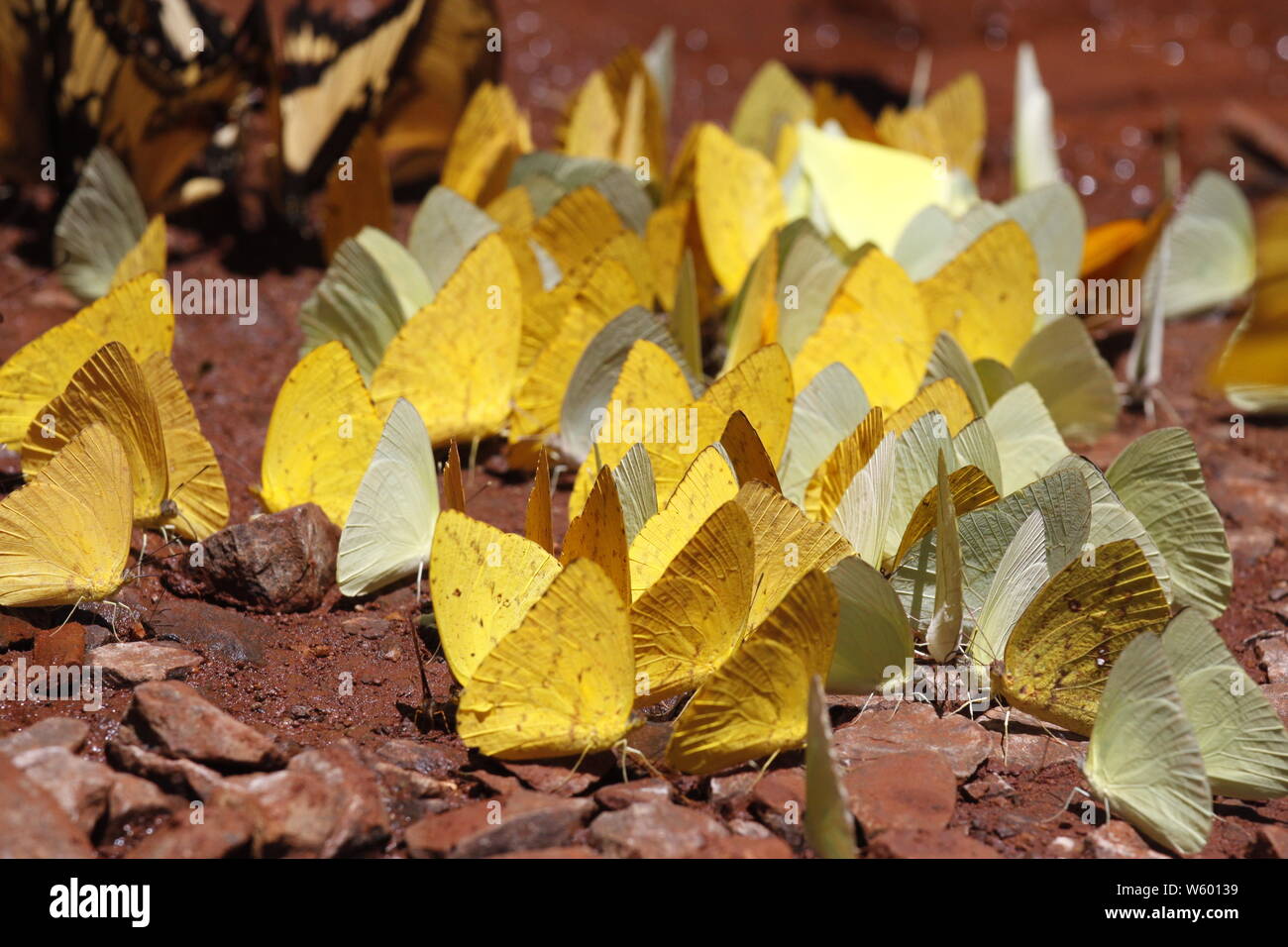 Many Yellow Butterflies