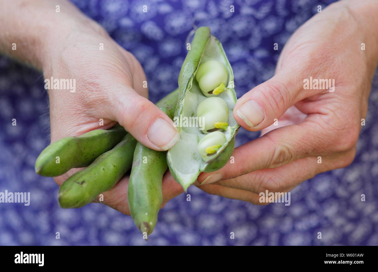 Broad bean shells hi-res stock photography and images - Alamy