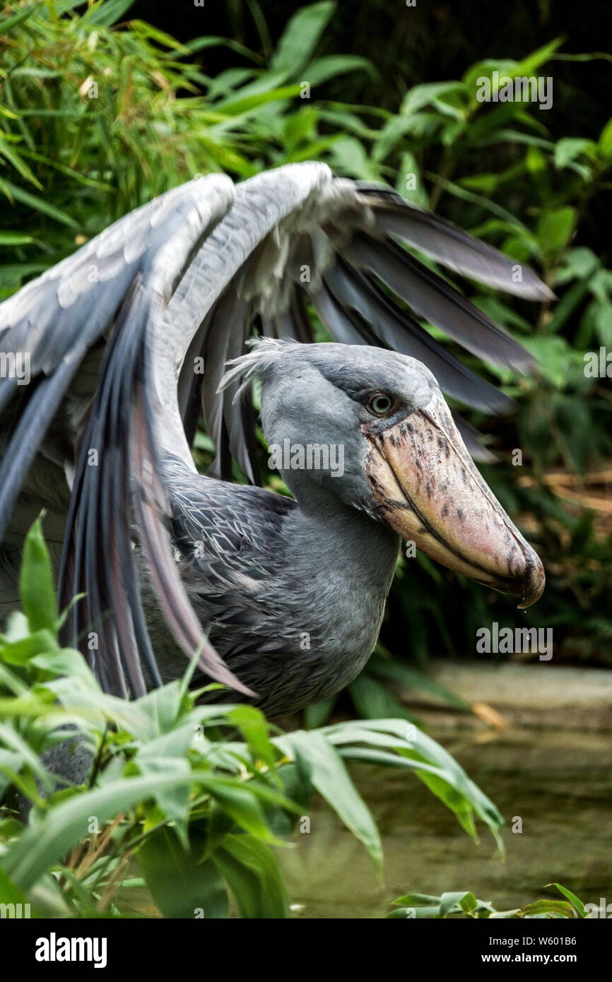 Shoebill Balaeniceps rex flapping wings Whalebill Whale-headed stork ...