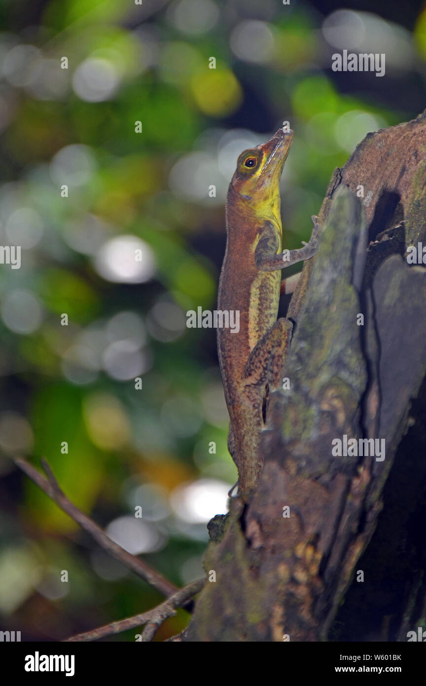 Close up of small olive brown ground lizard with wide chestnut eye ...