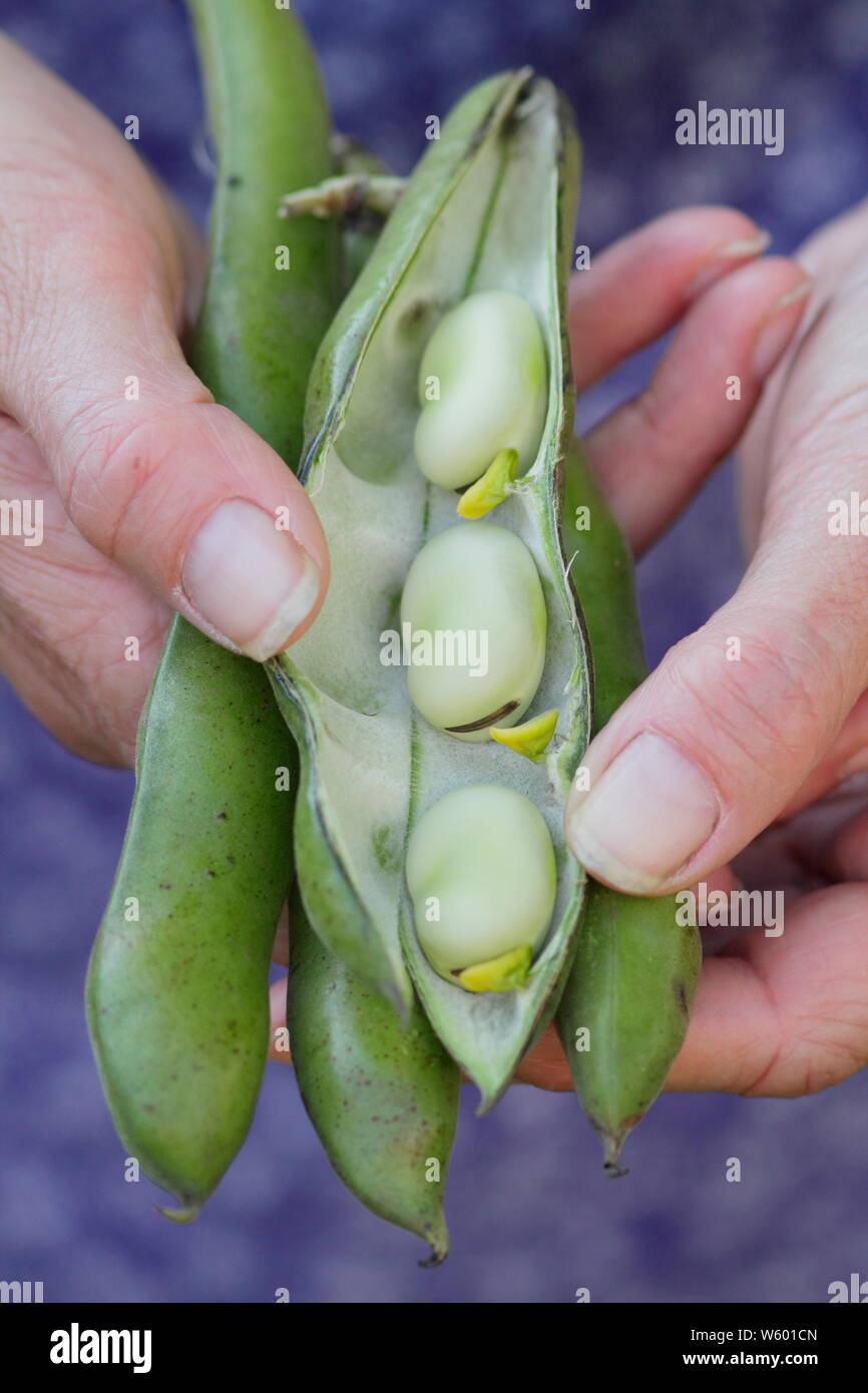 The sutton beans hi-res stock photography and images - Alamy