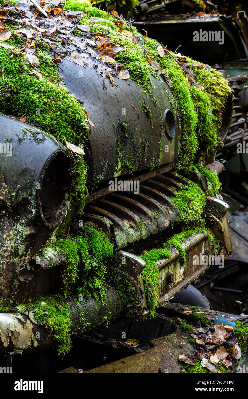 old rusty car scrap hidden in a wood Stock Photo - Alamy