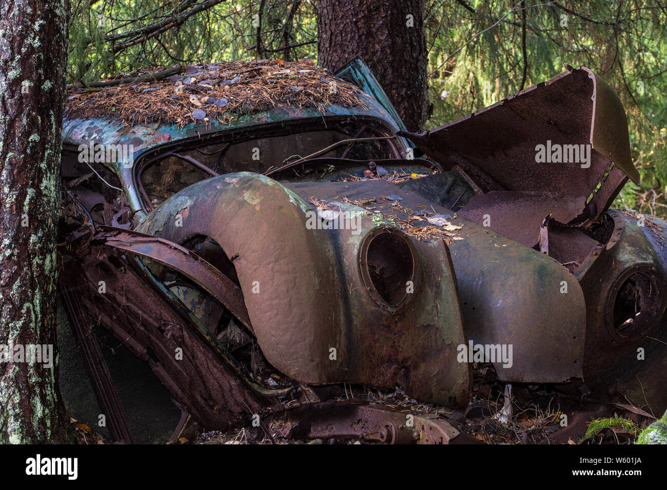 old rusty car scrap hidden in a wood Stock Photo - Alamy