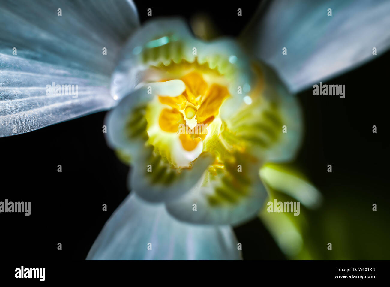 Snowdrop close up detail beautiful transparent Stock Photo - Alamy