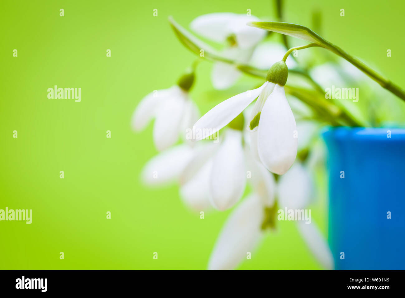 Beautiful snowdrops close up with green background Stock Photo - Alamy