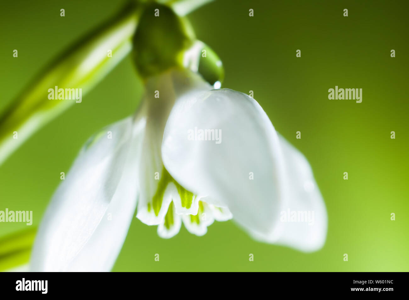 Beautiful snowdrop with water drop close up with green background Stock ...
