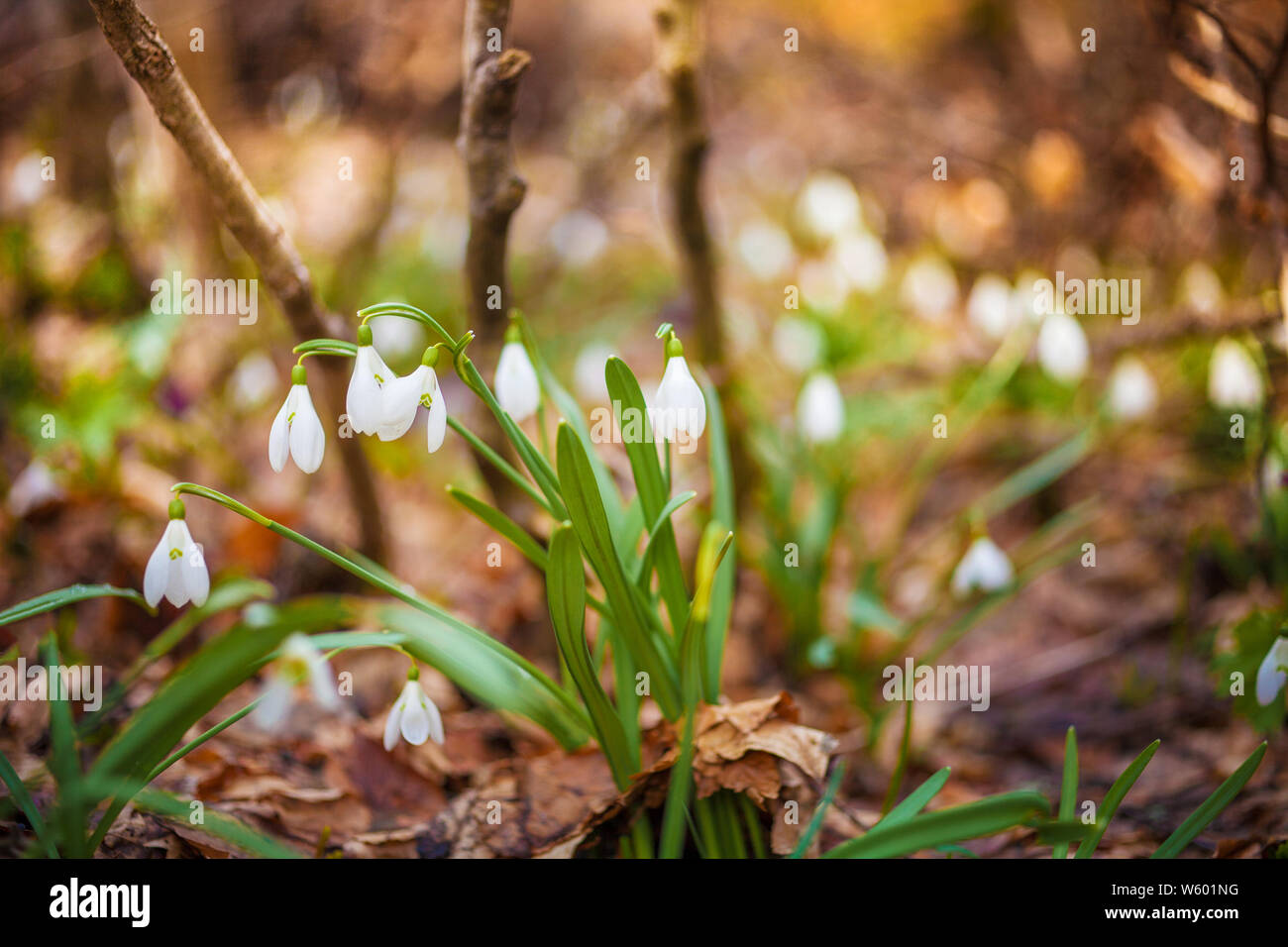 Snowdrops in the forest with beautiful soft light marking the coming of ...