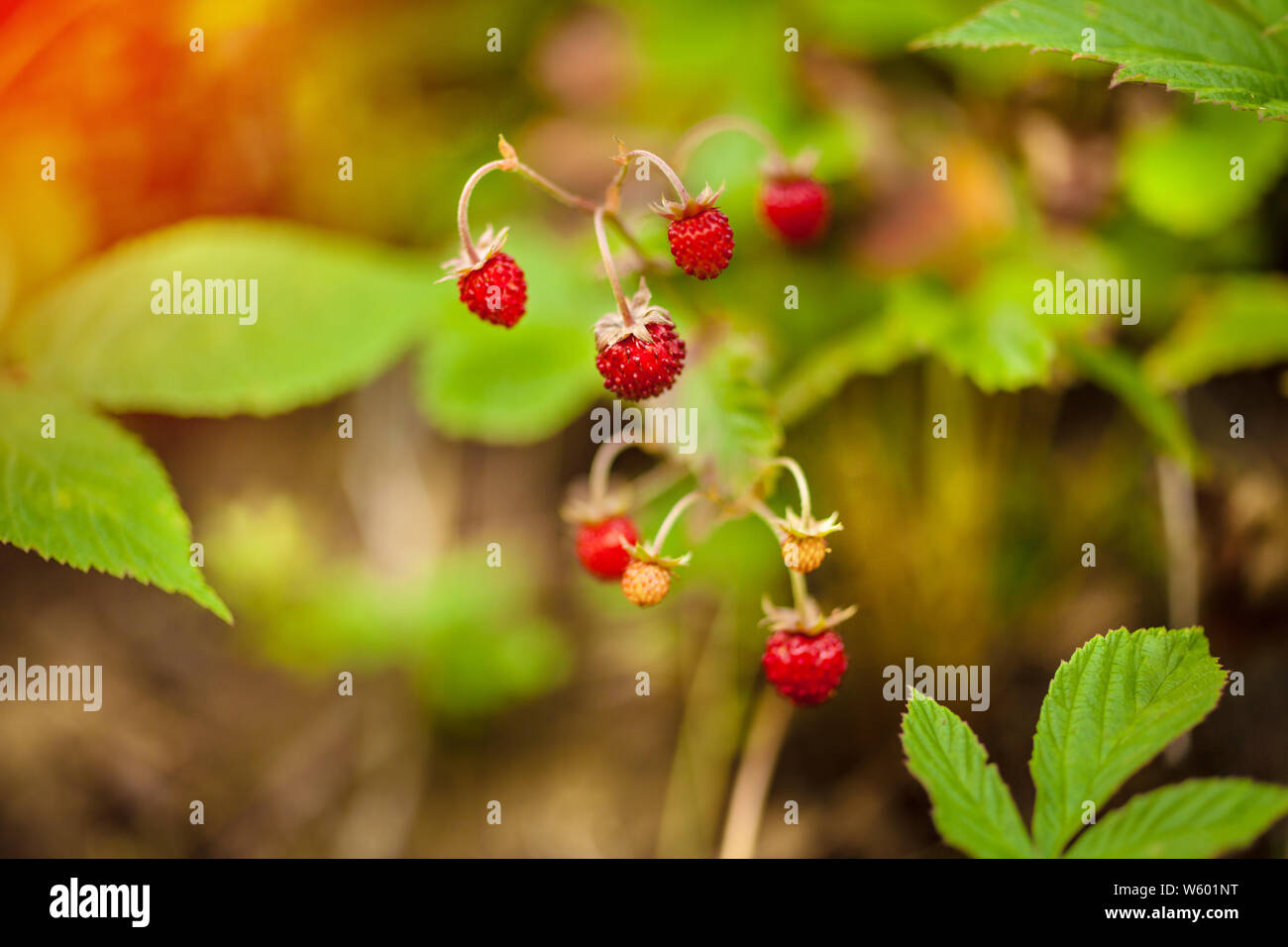 Wild forest strawberry small delicious fruit Stock Photo - Alamy