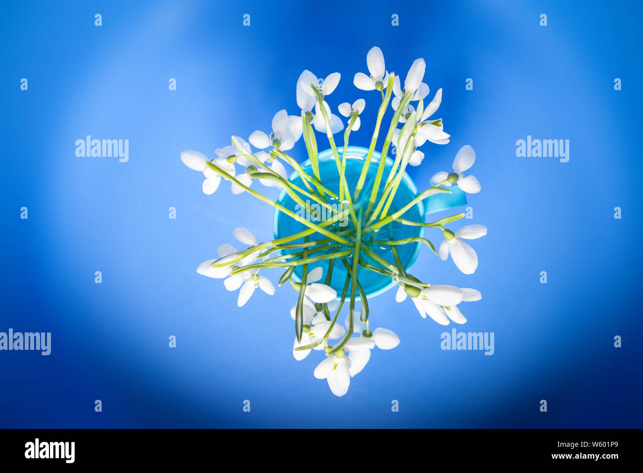 Snowdrops with blue background Stock Photo - Alamy