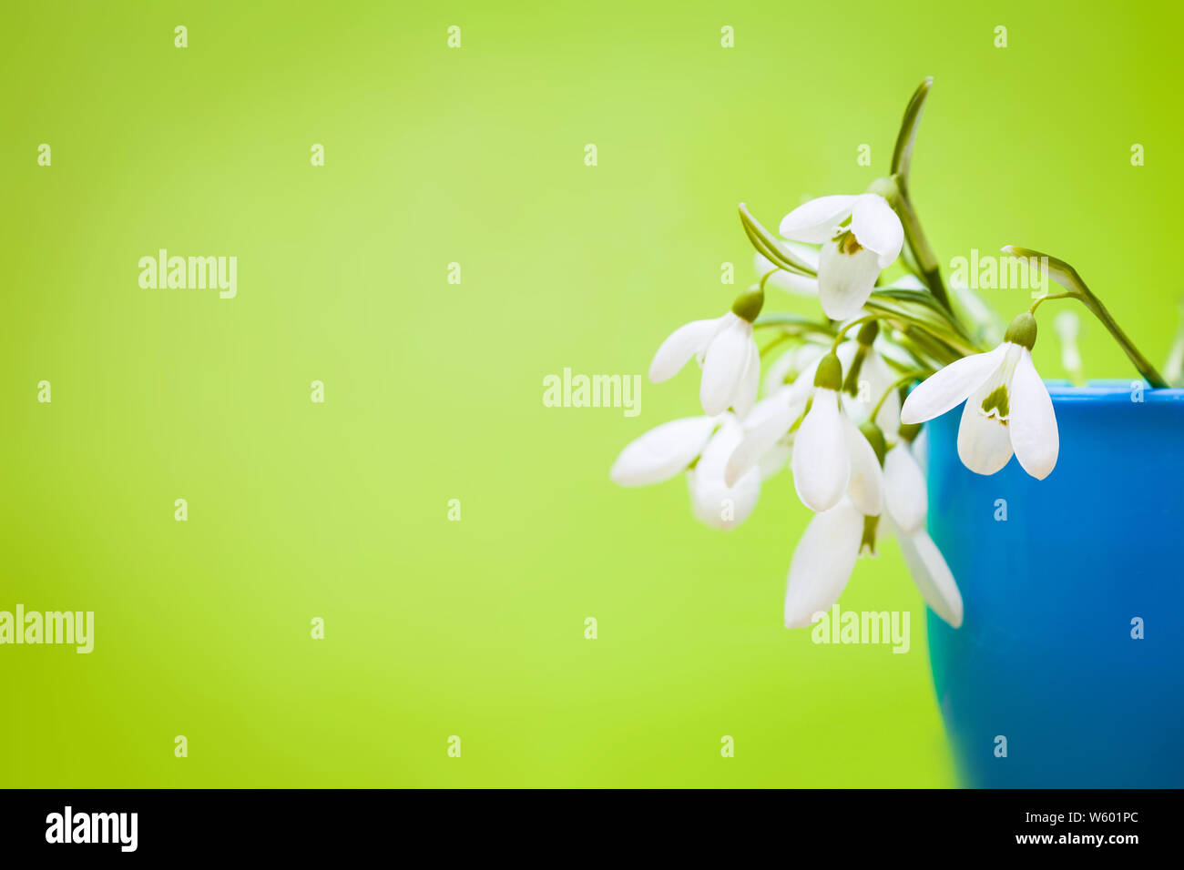 Beautiful snowdrops close up with green background Stock Photo - Alamy