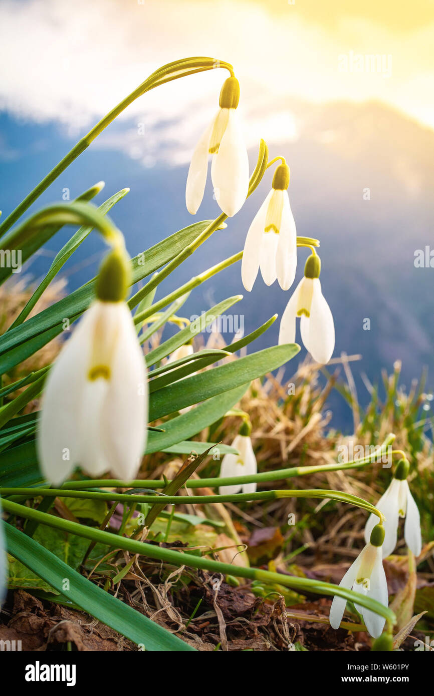 Snowdrops in golden light hi-res stock photography and images - Alamy
