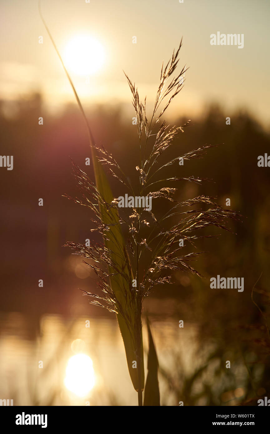 Backlight with nature hi-res stock photography and images - Alamy