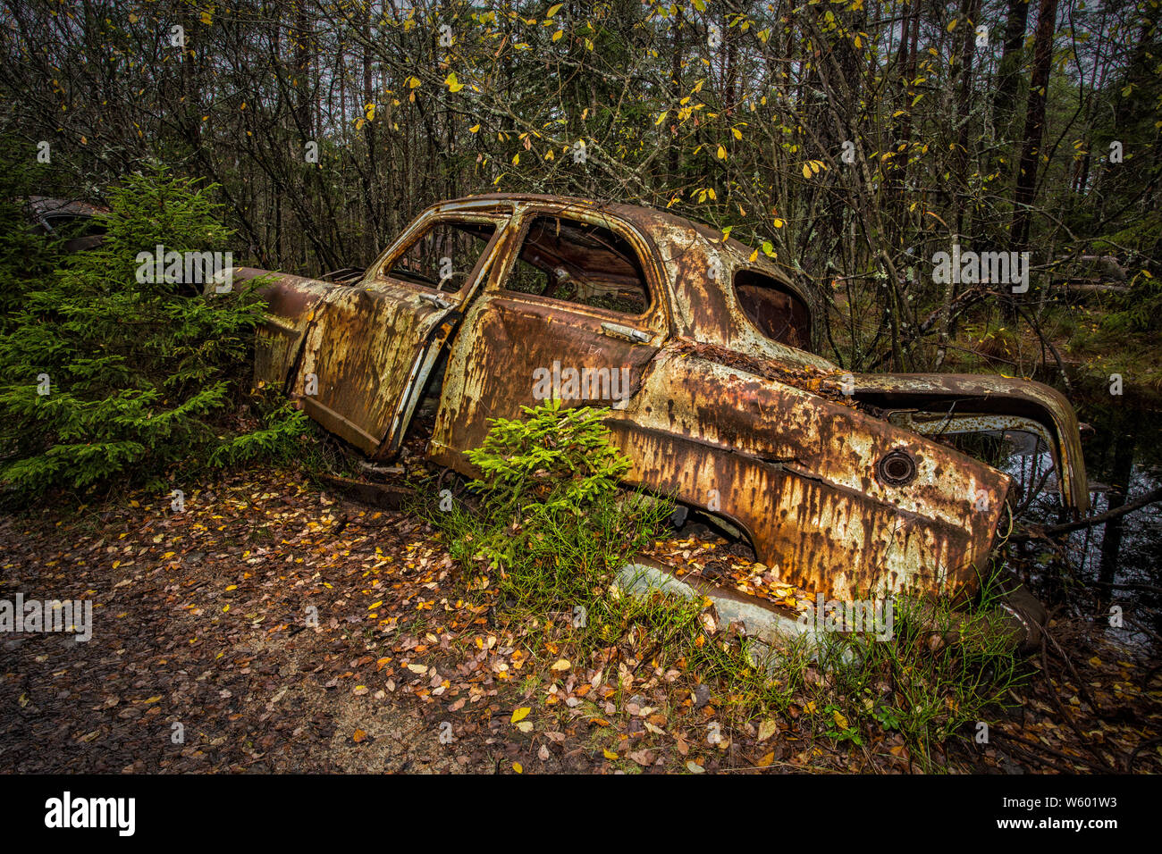 old rusty car scrap hidden in a wood Stock Photo - Alamy