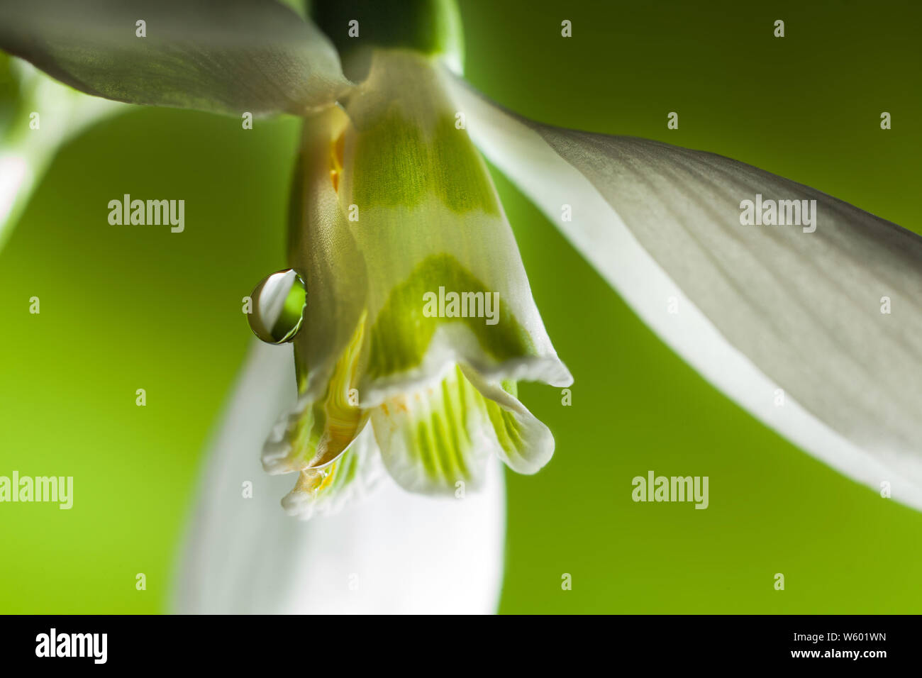 Beautiful snowdrop with water drop close up with green background Stock ...