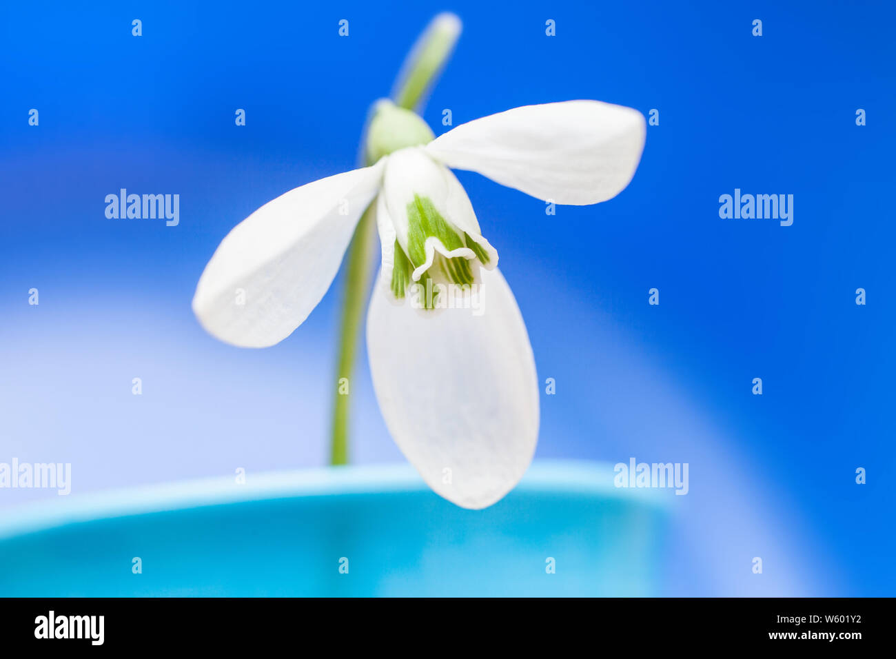 Snowdrops with blue background Stock Photo - Alamy