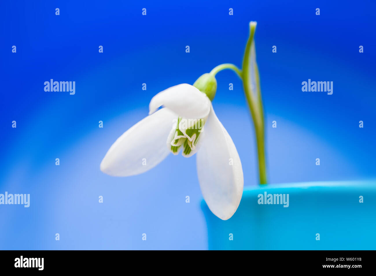 Snowdrops with blue background Stock Photo - Alamy
