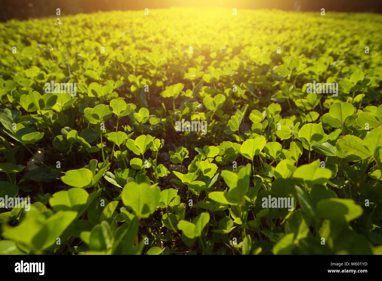Planted fields on the hills Stock Photo - Alamy
