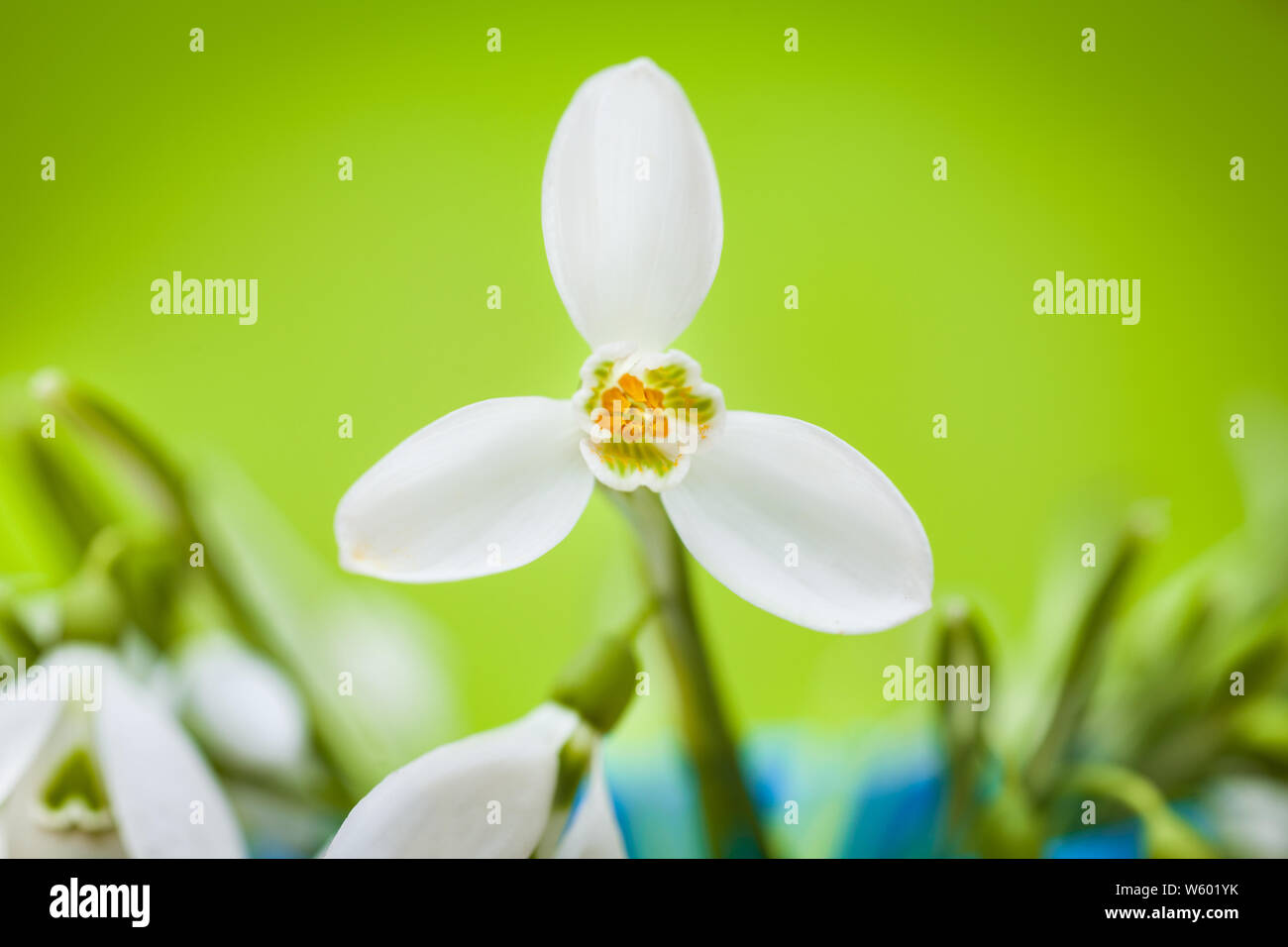 Beautiful snowdrops close up with green background Stock Photo - Alamy