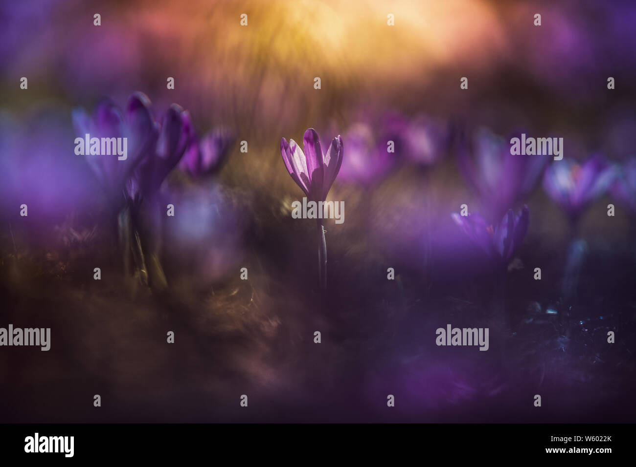 Crocus field close-up with beautiful light Stock Photo - Alamy