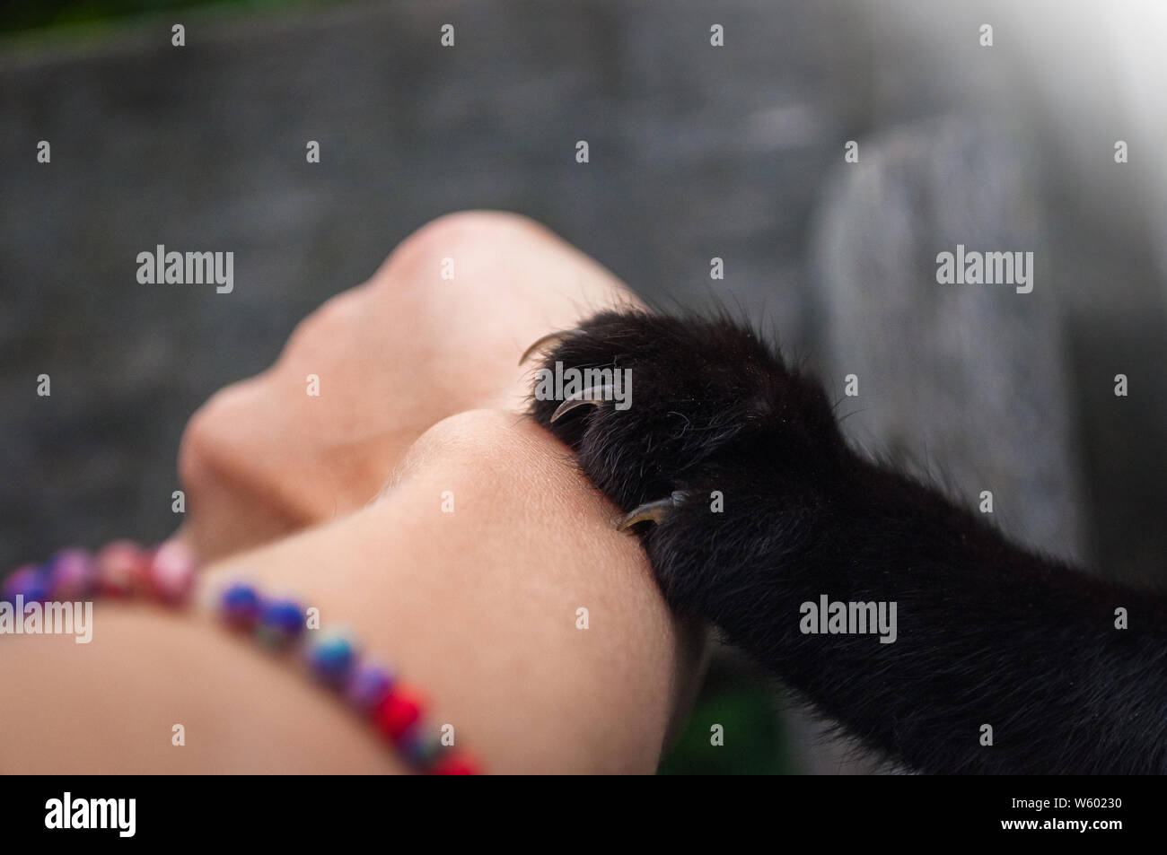 Cat paw on human hand, interaction concept Stock Photo - Alamy