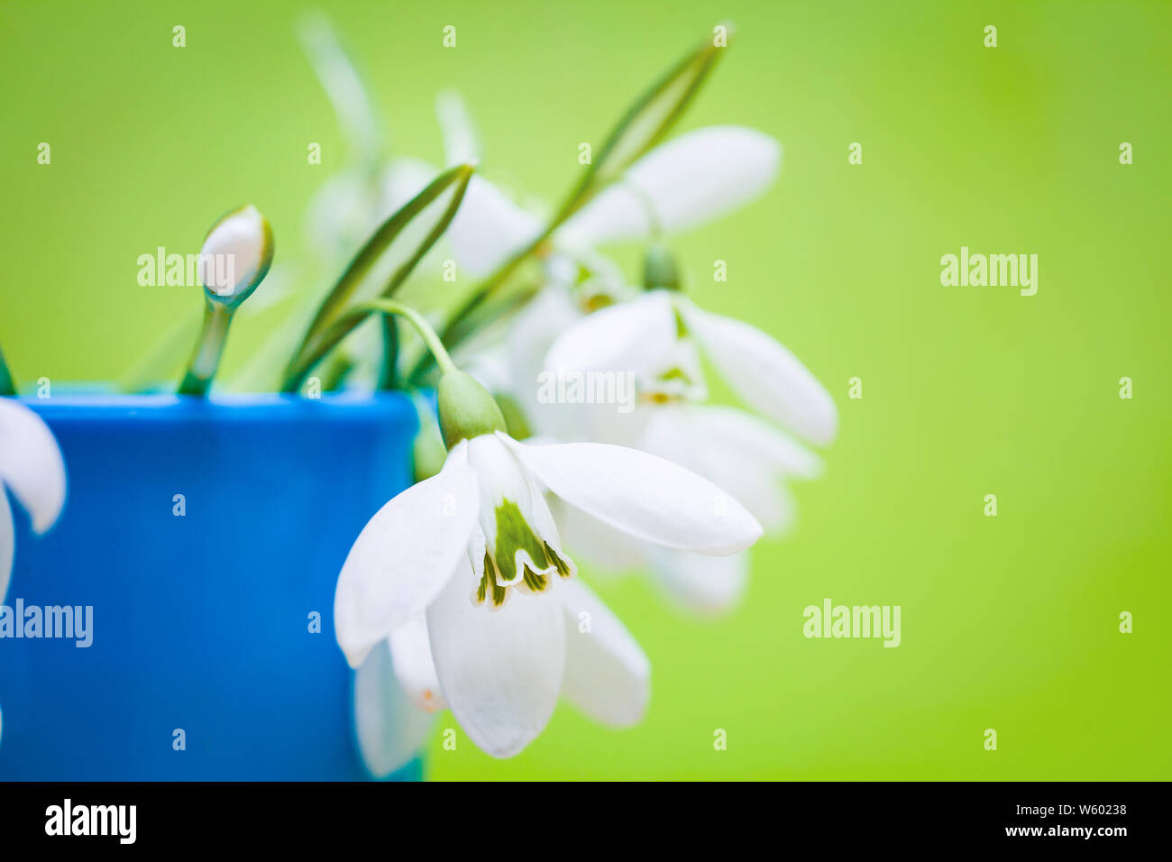 Beautiful snowdrops close up with green background Stock Photo - Alamy