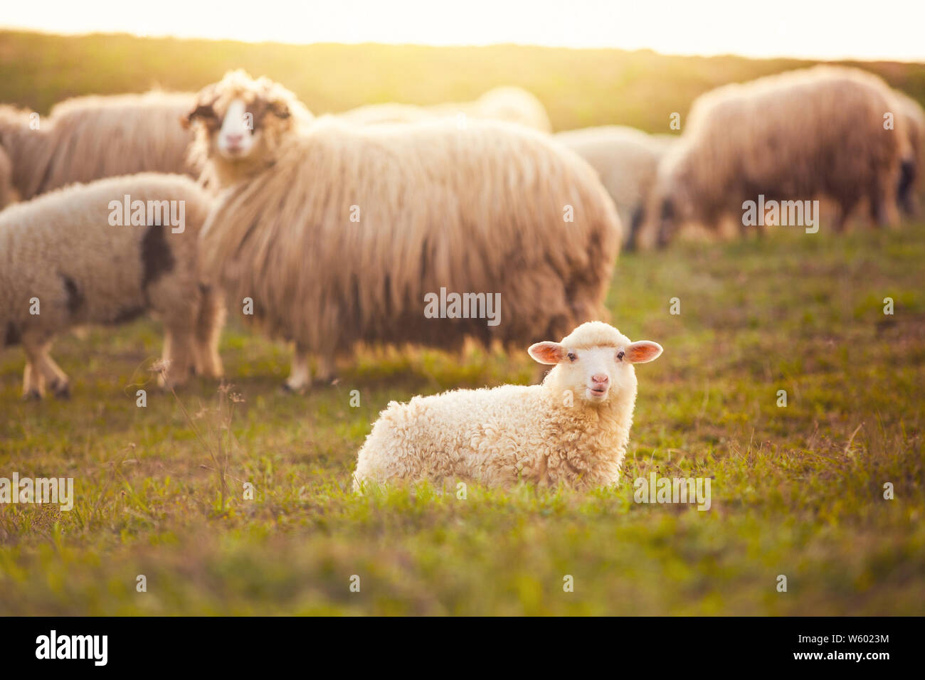 Beautiful little lamb at sunset looking at the camera Stock Photo - Alamy