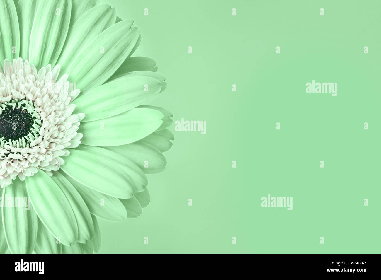 Mint Flowers Wallpaper