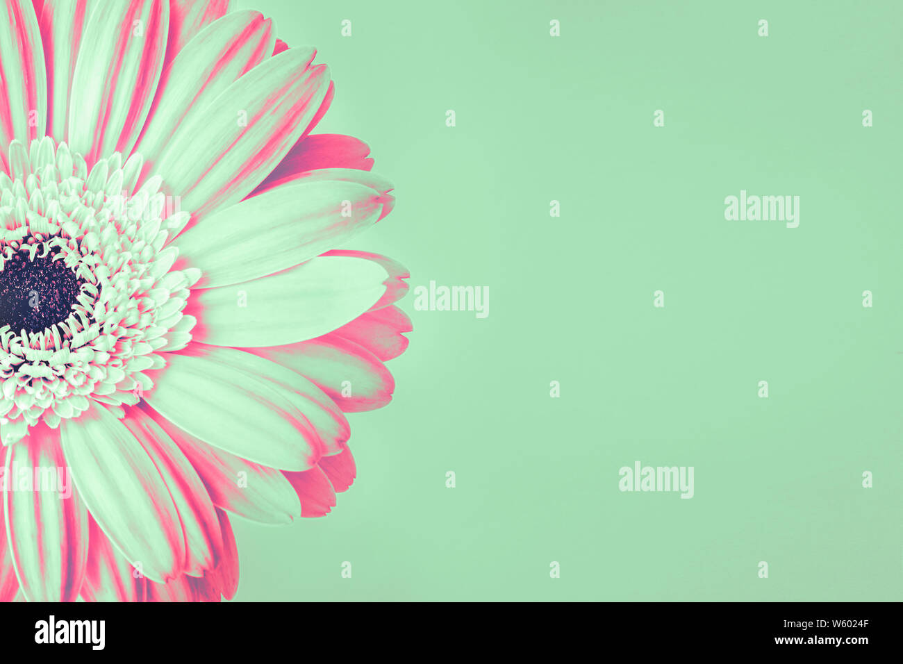 Colorful Daisy Flower Wallpaper
