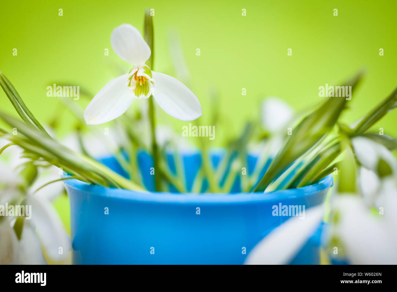 Beautiful snowdrops close up with green background Stock Photo - Alamy