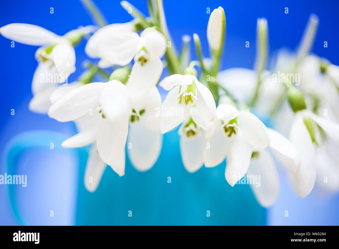 Snowdrops with blue background Stock Photo - Alamy