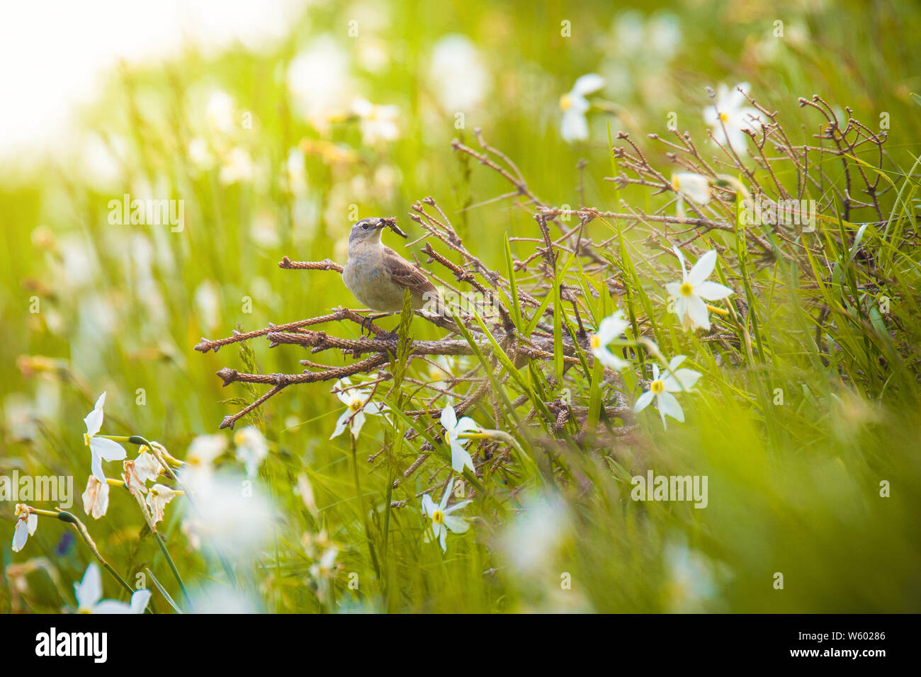 Water pipit, Anthus spinoletta bird in the mountains Stock Photo - Alamy