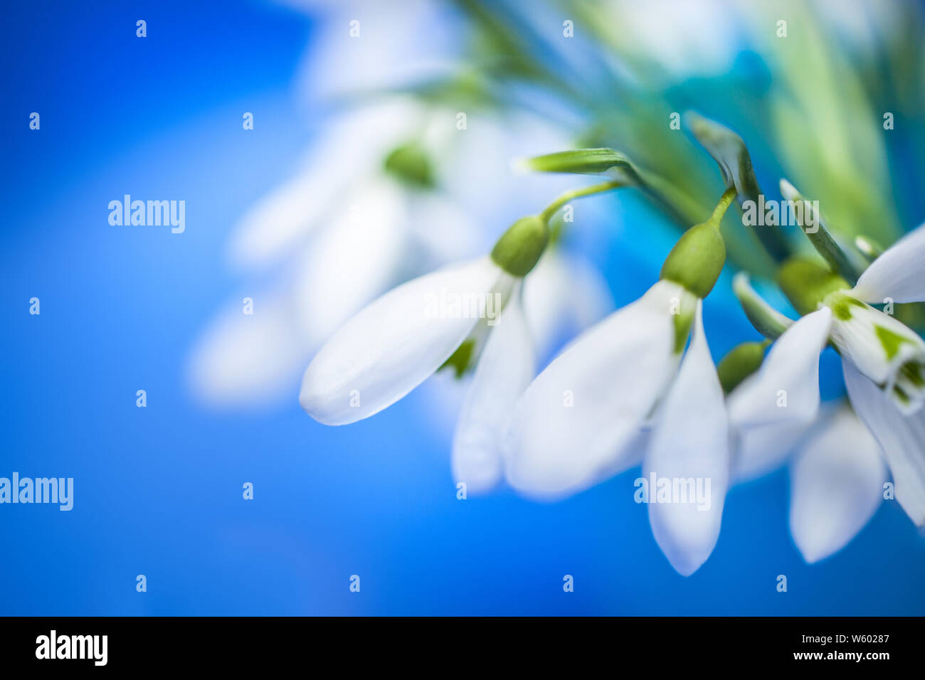 Snowdrops with blue background Stock Photo - Alamy